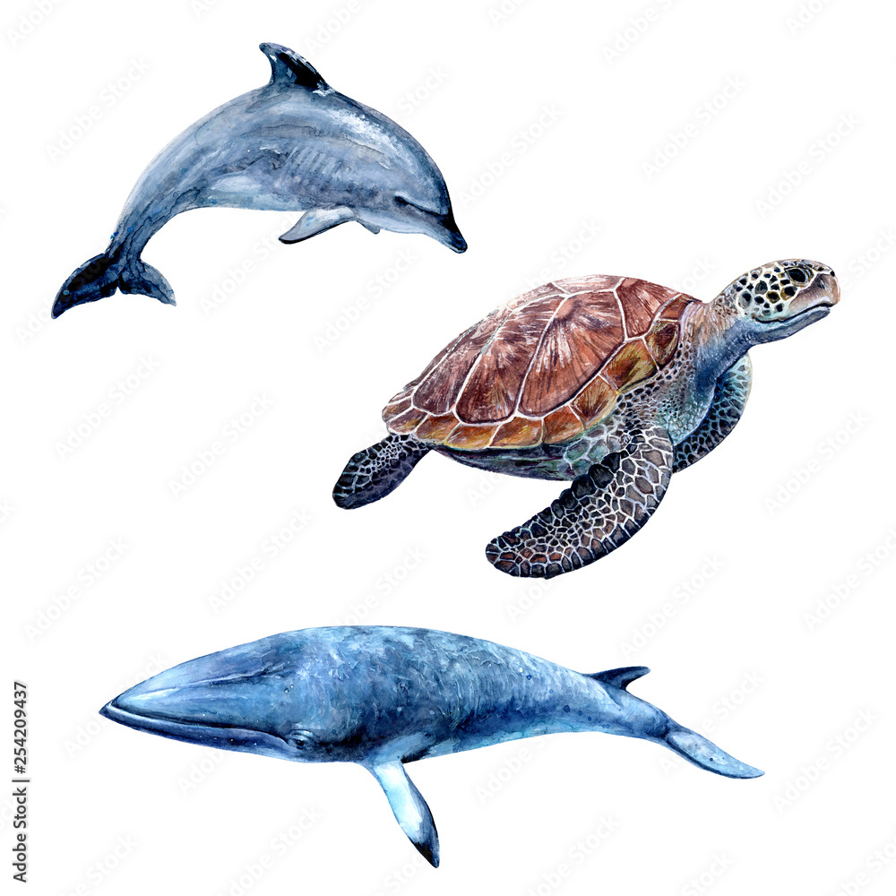 Watercolor hand drawn illustration dolphin, sea turtle, minke whale ...