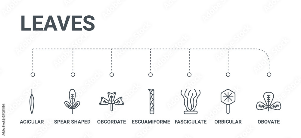 simple set of 7 line icons such as obovate, orbicular, fasciculate ...