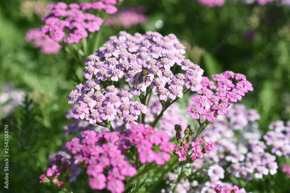 Schafgarbe Achillea Lilac Beauty Gartenpflanze Staude winterhart rosa ...