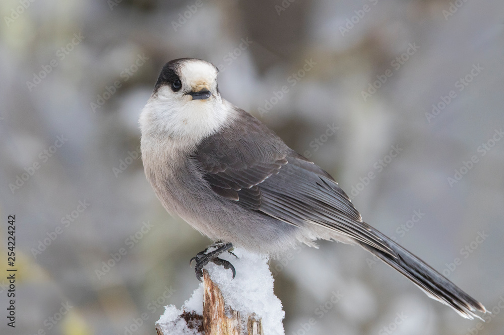 The grey jay (Perisoreus canadensis), also gray jay, Canada jay, camp ...