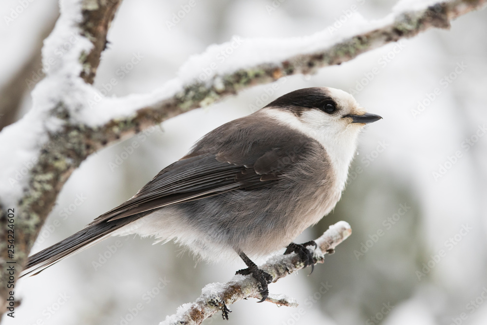 The grey jay (Perisoreus canadensis), also gray jay, Canada jay, camp robber, or whisky jack ...