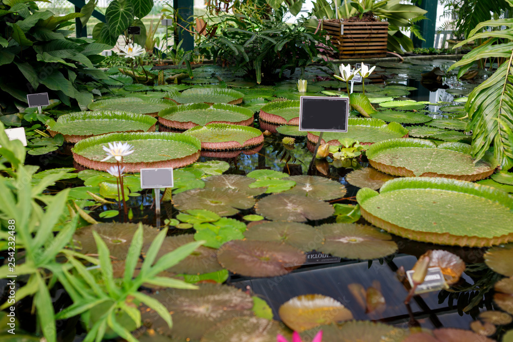 tropical giant water lilies of different colors-pink, white, yellow on ...