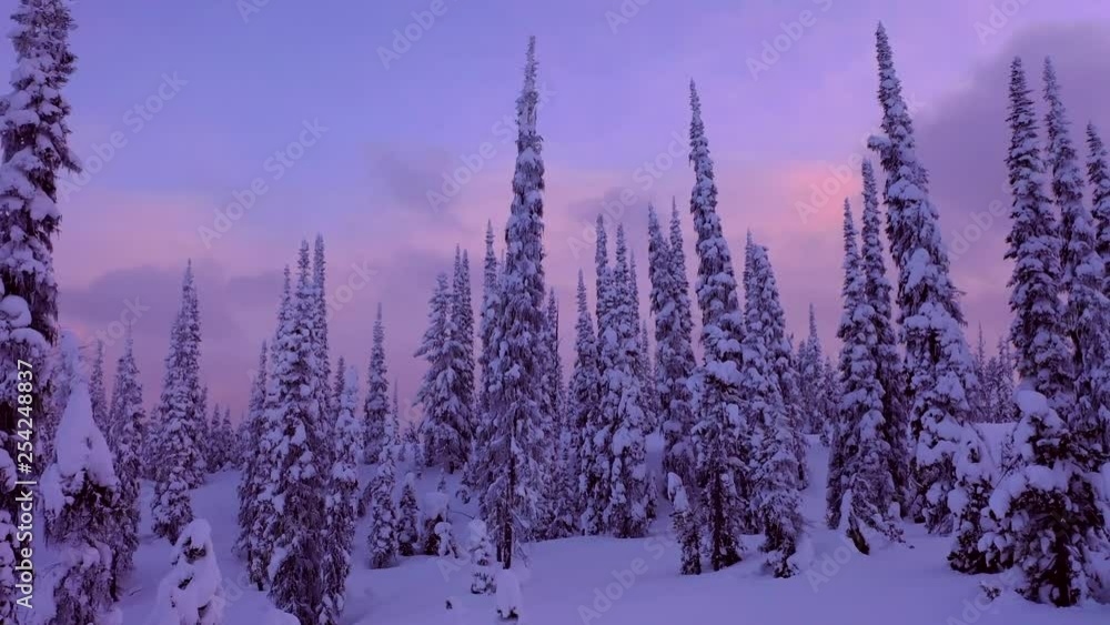 Feel like you're floating through a tranquil arctic forest in this ...