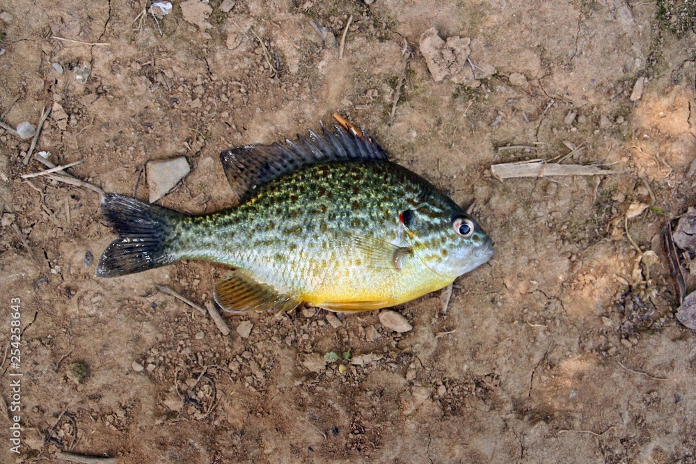 Percasol (Lepomis gibbosus) o sunfish, pez de la familia Centrarchidae ...