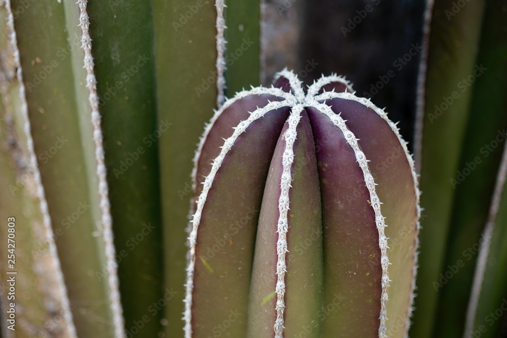 Native plant at the UNAM botanical garden, Mexico City, Mexico Stock ...