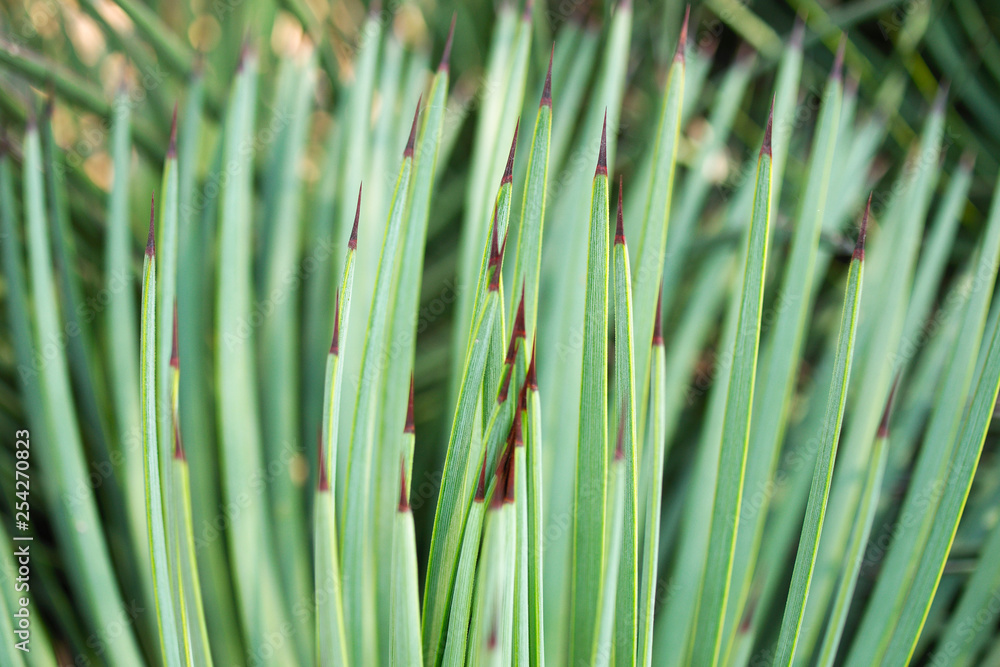 Native plant at the UNAM botanical garden, Mexico City, Mexico Stock ...