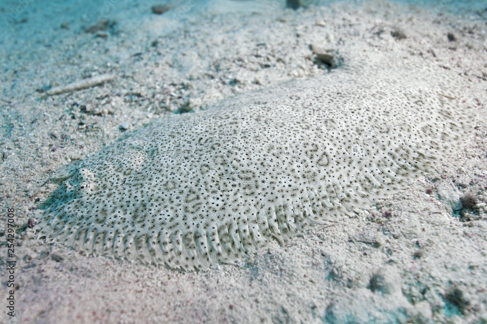Red Sea Moses sole, Speckled Sole or Finless sole (Pardachirus ...
