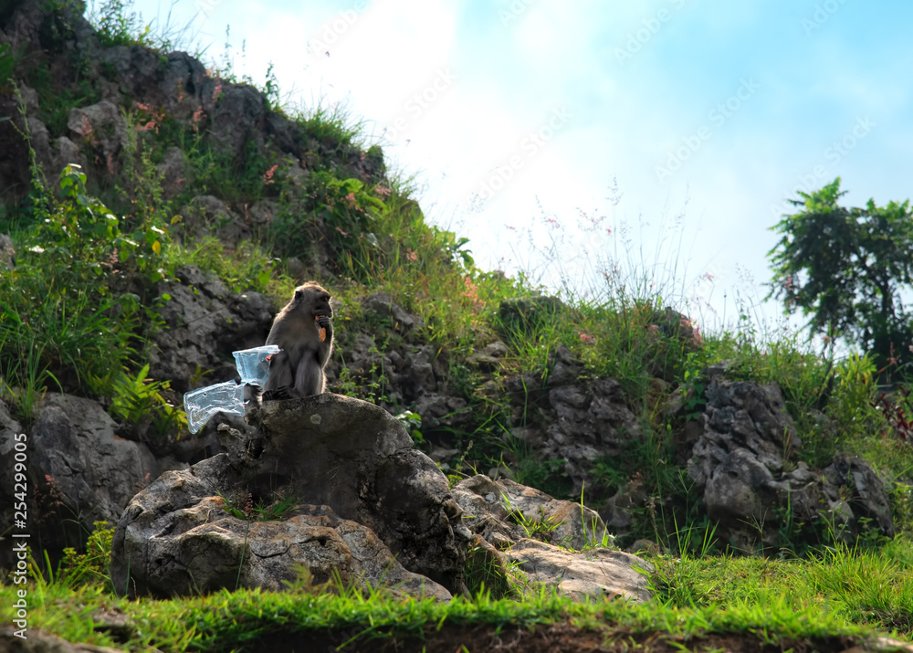 Long Tailed Monkey Eating Plastic Litter Waste in The Wild. Concept of ...