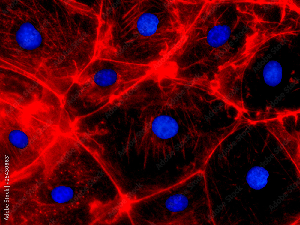 Confocal Fluorescence Microscopy of CRISPR-generated knockout cells ...