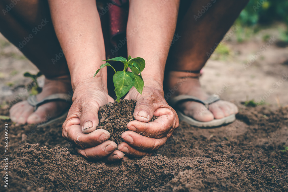 Hand for planting trees back to the forest, Creating awareness for love ...