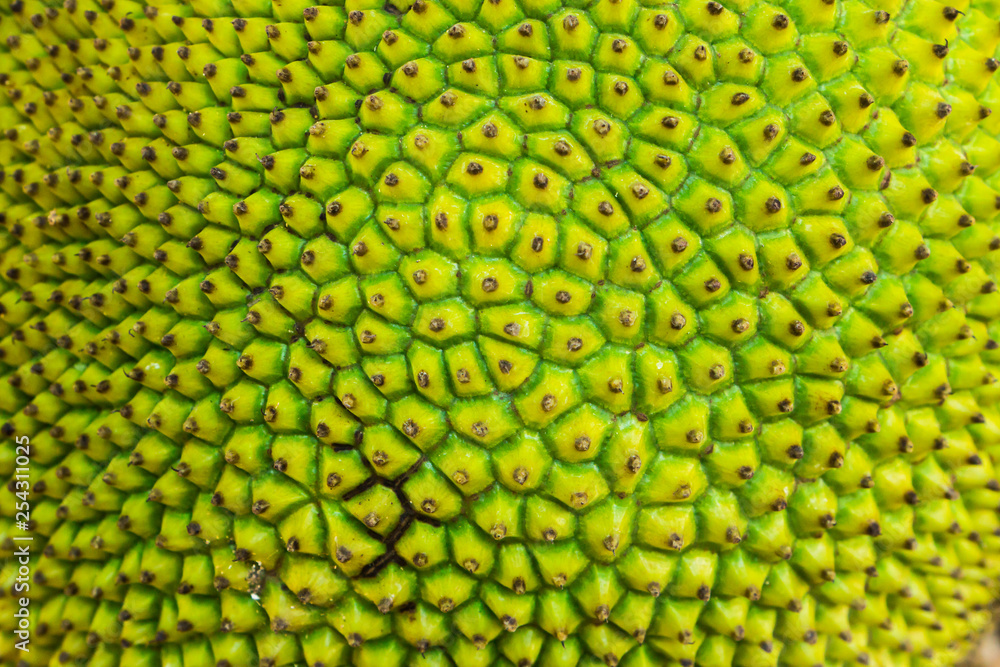 The jackfruit (Artocarpus heterophyllus), also known as jack tree ...