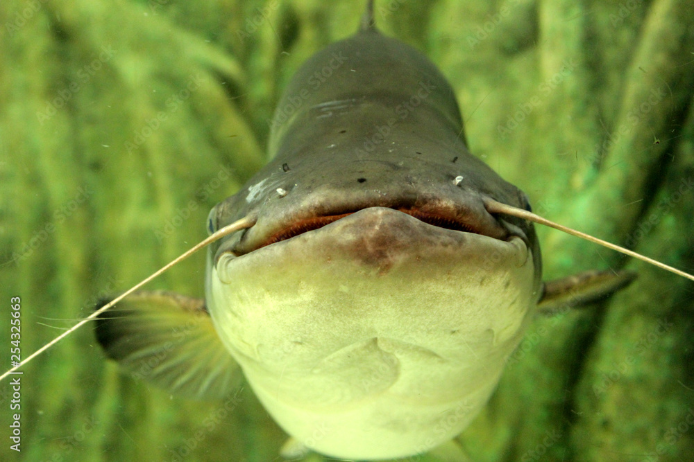 正面からナマズ Stock 写真 | Adobe Stock