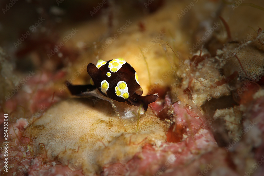 Sea slug Colpodaspis thompsoni. Picture was teken in Ambon, Indonesia ...