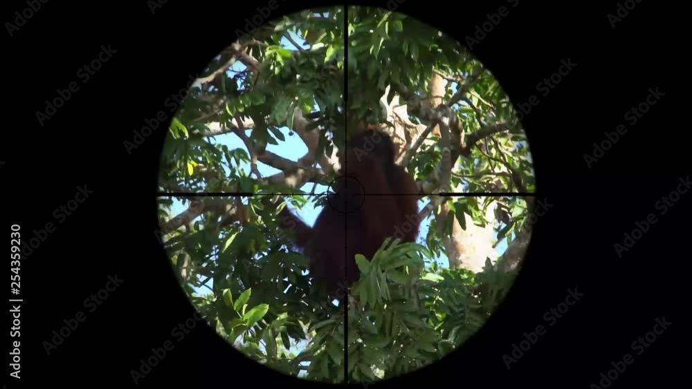 Orangutan Monkey (Pongo) Seen in Gun Rifle Scope. Wildlife Hunting ...