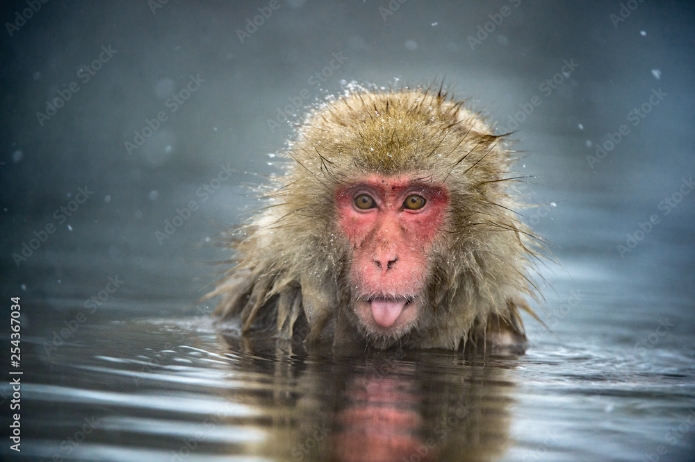 The Japanese macaque at Jigokudani hotsprings. Japanese macaque ...
