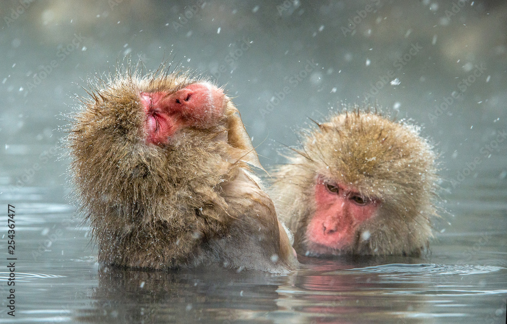 Japanese macaques in water of natural hot springs. Cleaning procedure ...