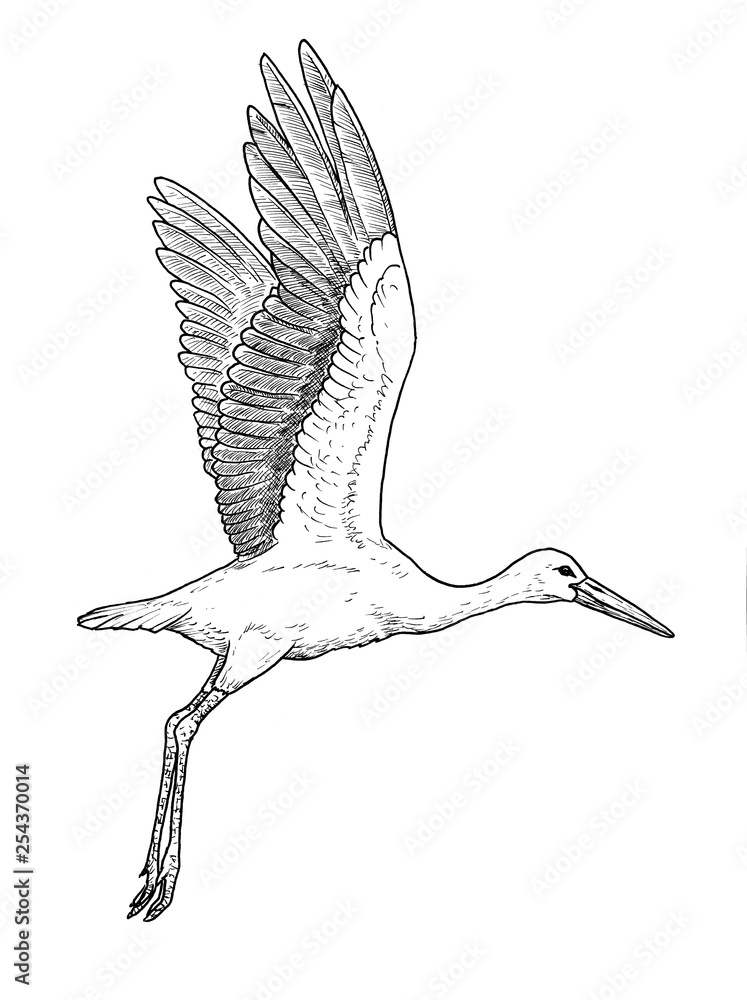 Stork Bird Drawing