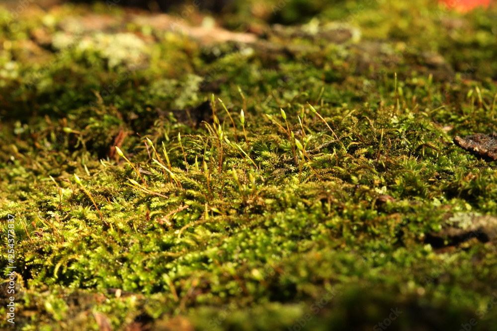 Foto de Moss growing on bark of a tree showing the leaf-like ...