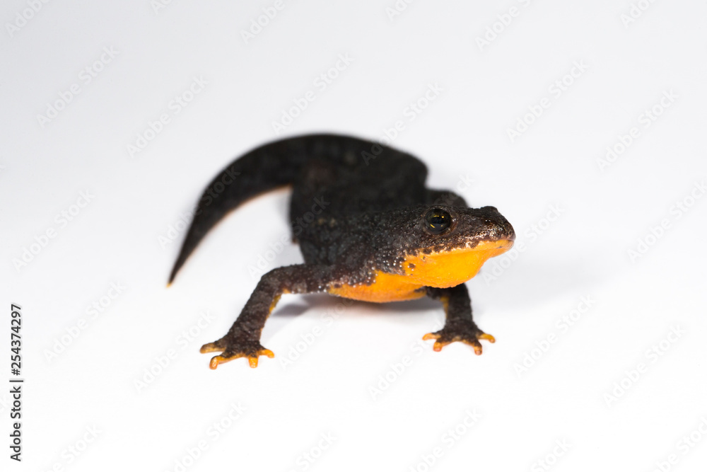 Freigestellter Bergmolch vor weissem Hintergrund in der Frontalansicht ...
