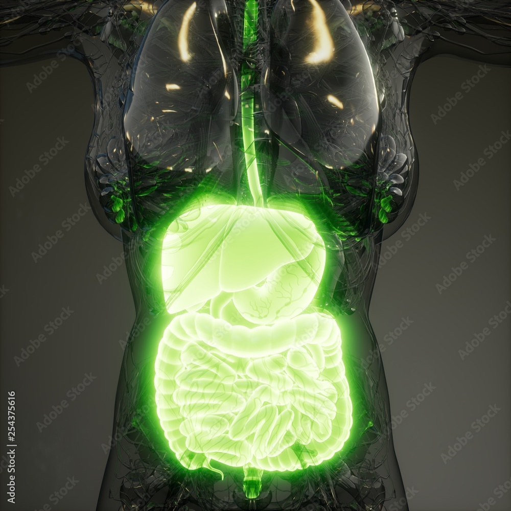 3d illustration of human digestive system parts and functions Stock ...