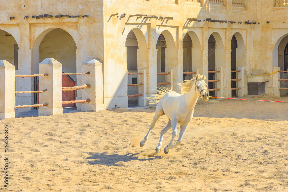 Purebred white Arabian horse running in a paddock in central Doha ...
