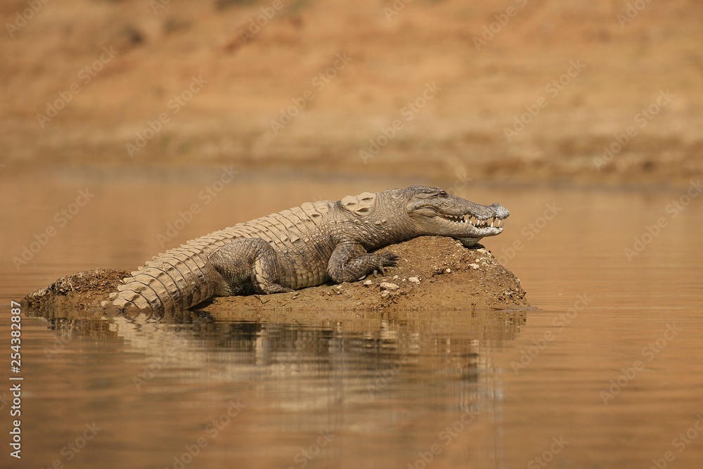 Mugger crocodile in the nature habitat, crocodile on the river ...