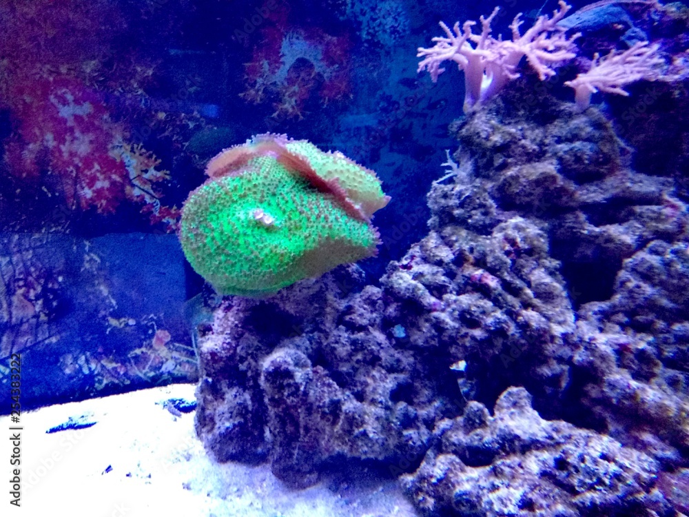 Corals are marine invertebrates within the class Anthozoa of the phylum ...