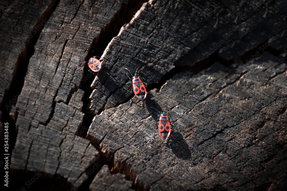 Red Bug on Truncated Tree, three red bugs in nature, closeup ...