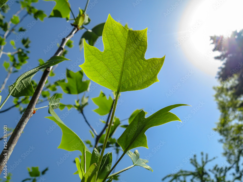 Young green leaf of American tulip tree or Liriodendron tulipifera ...