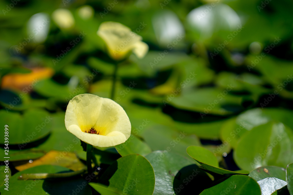 Yellow water poppy (Hydrocleys nymphoides) is a perennial aquatic water ...