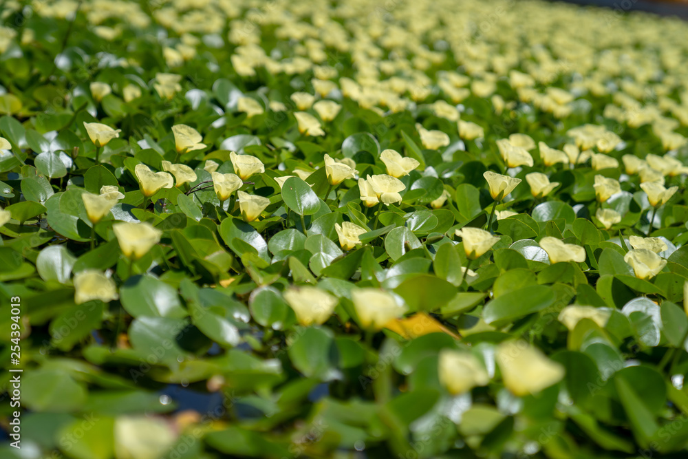 Yellow water poppy (Hydrocleys nymphoides) is a perennial aquatic water ...