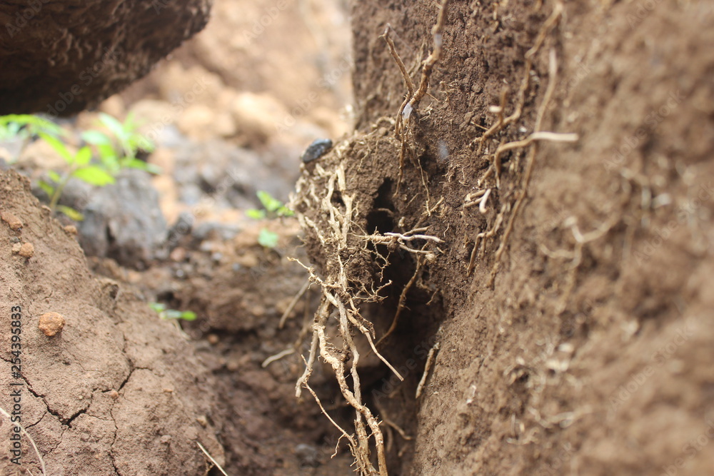 fracture texture of soil structure Stock Photo | Adobe Stock