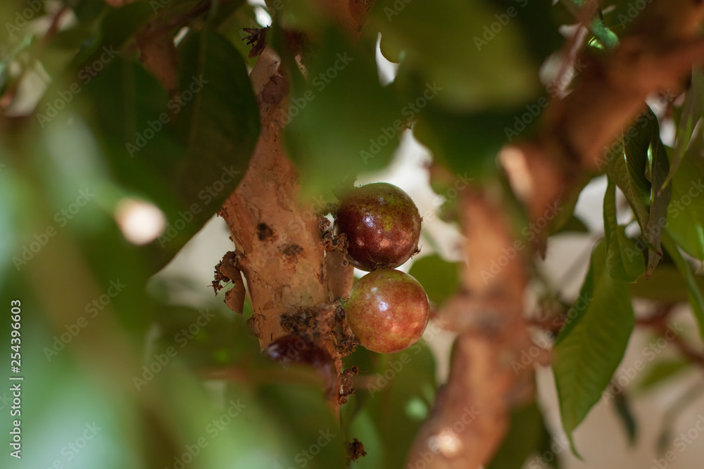 Jaboticaba brazilian tree full of fruits on ripe. Jaboticaba is the ...