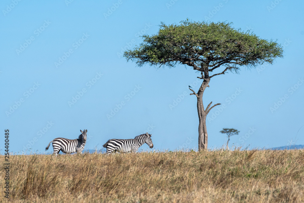 Zebras Predators