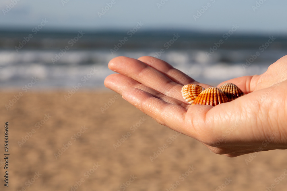 Shells on the beach. Seashells in woman's hand. Collecting empty shells ...