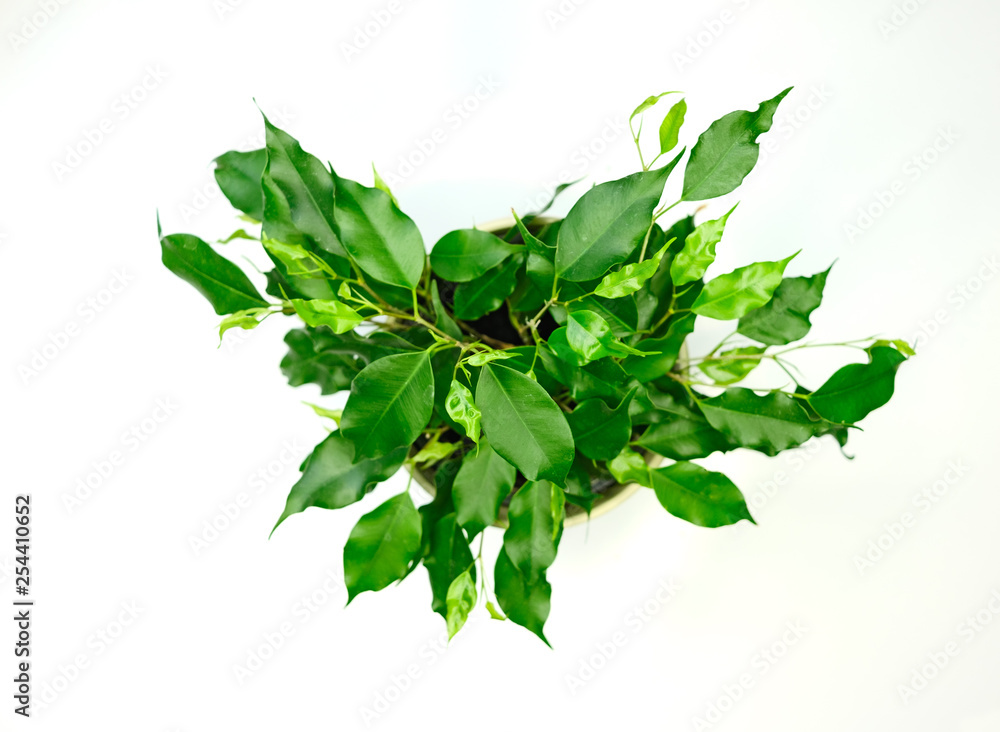 Pflanze Stock Photo | Adobe Stock