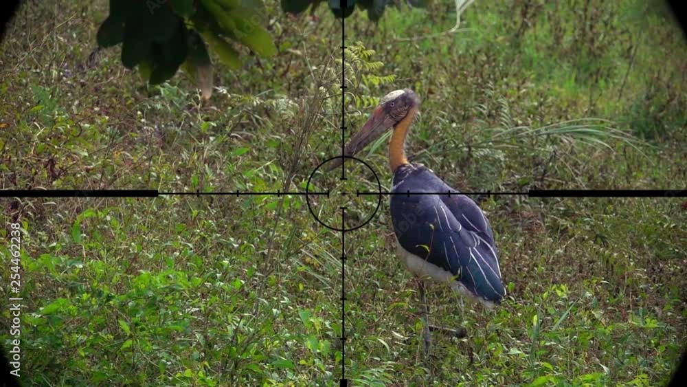 Lesser Adjutant Stork Bird (Leptoptilos javanicus) Seen in Gun Rifle ...