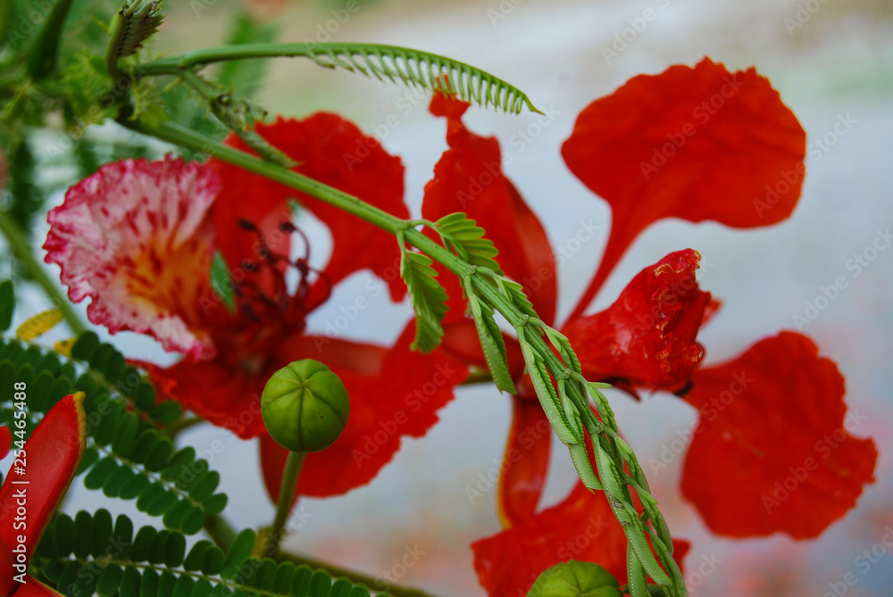 Royalty high quality free stock photo phoenix flowers with water ...