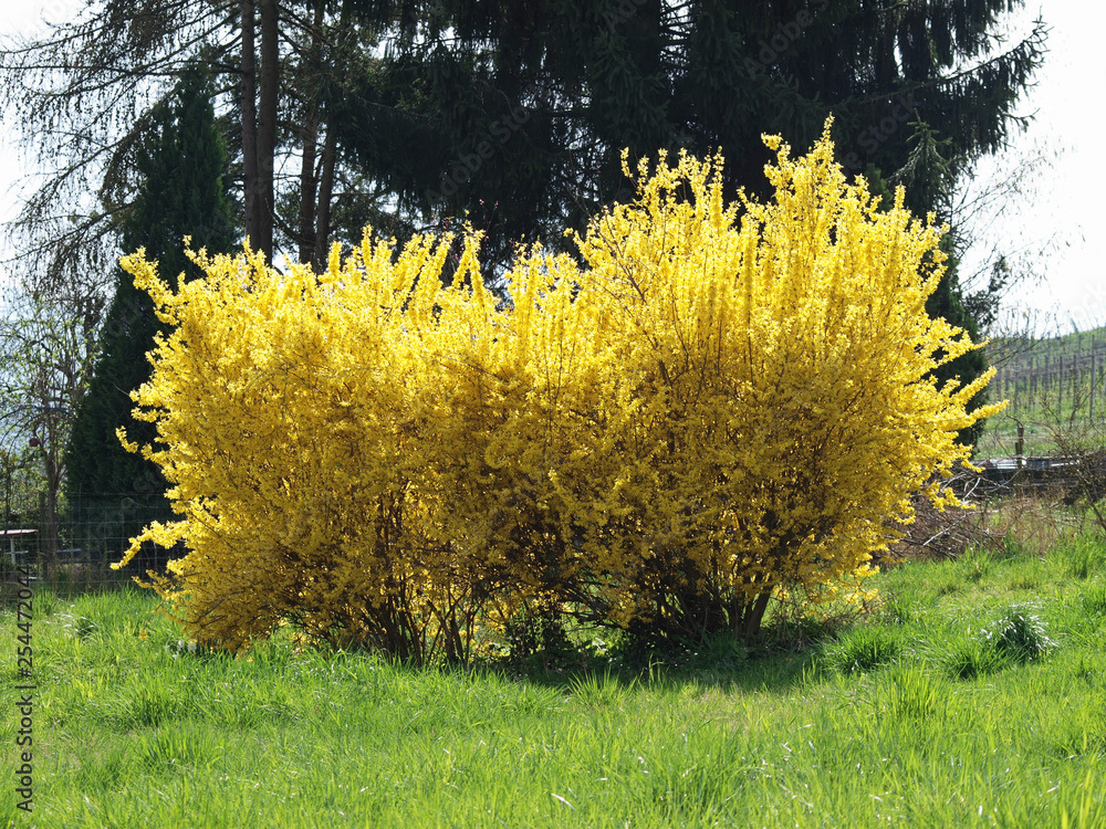 Foto de Le Forsythias hybride (Forsythia ×intermedia), un arbuste d'ornement printanier aux ...