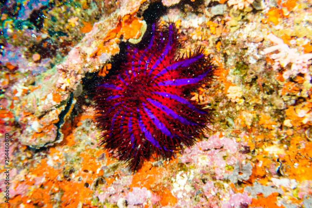 Crown of thorns starfish on the coral reef of the Indian ocean. Stock ...