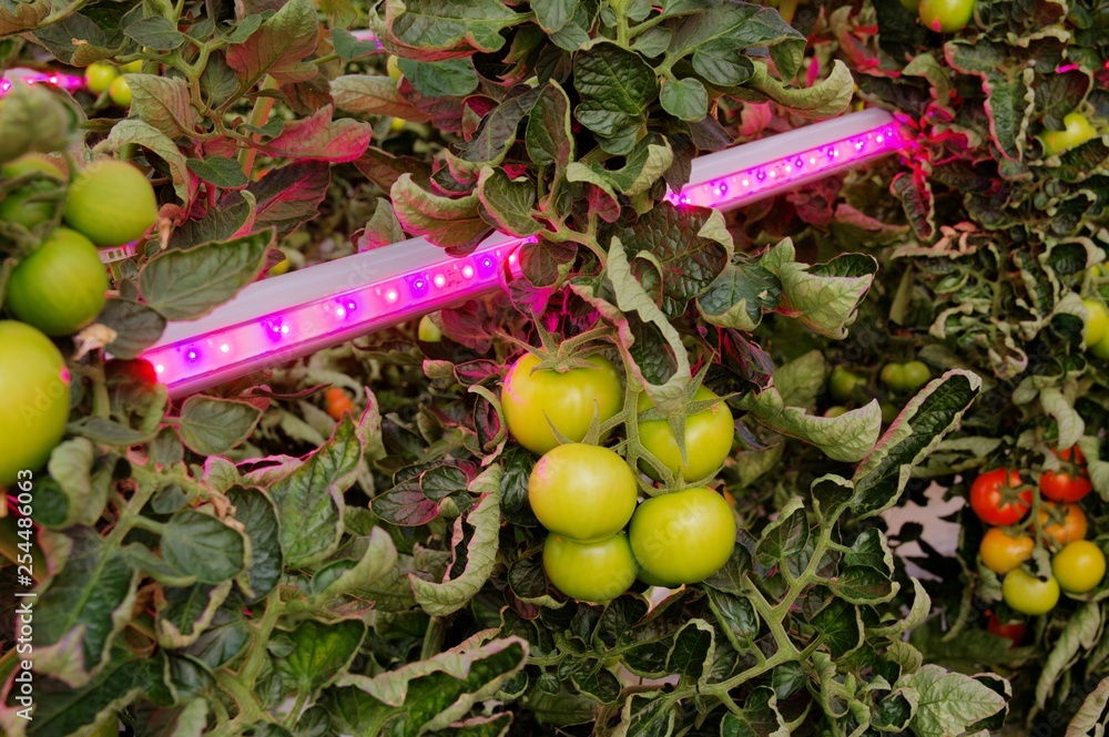 Foto de Luz led en un cultivo de tomate para mejorar la productividad ...