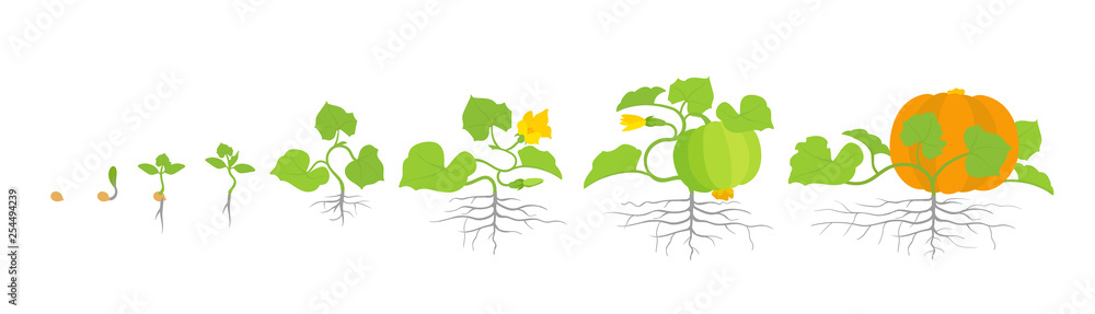 Growth stages of pumpkin plant. Vector illustration. Cucurbita ...