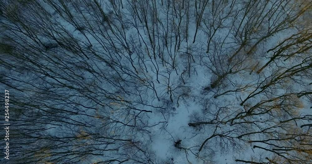 Golden forest, aerial shot, winter season Stock Video | Adobe Stock