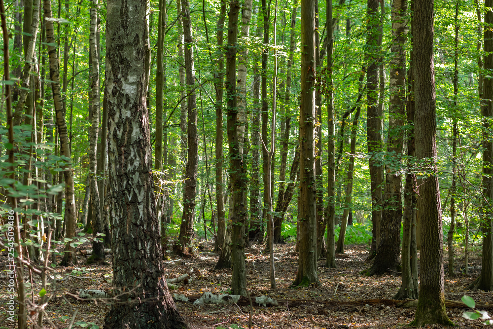 Nature,environment and landscape concept: view of a green leafy forest ...