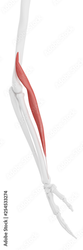 3d medically accurate illustration of the Brachioradialis Stock ...