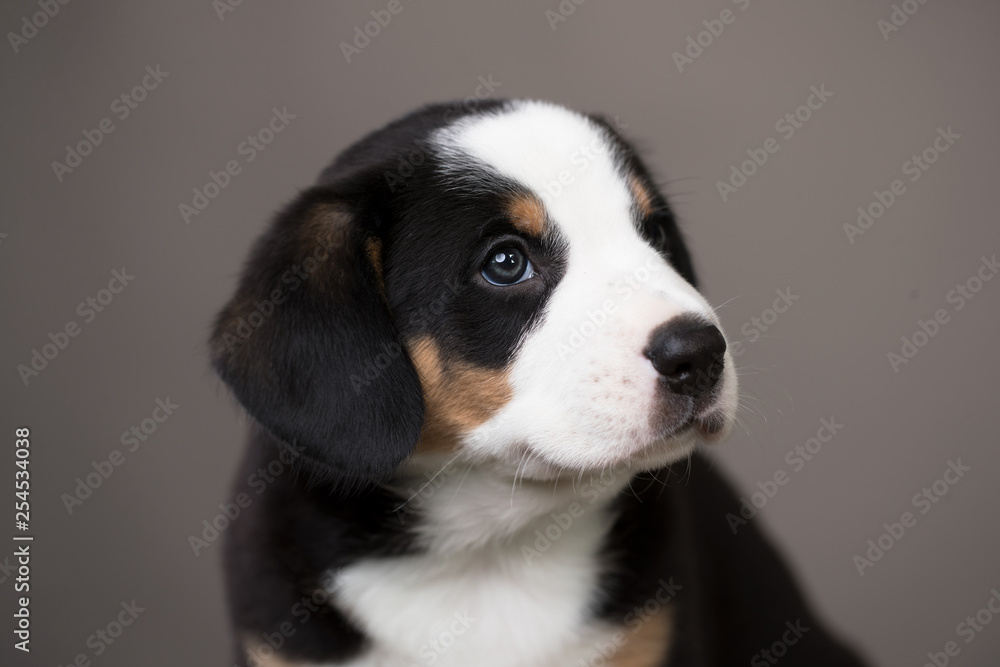 Entlebucher Puppies