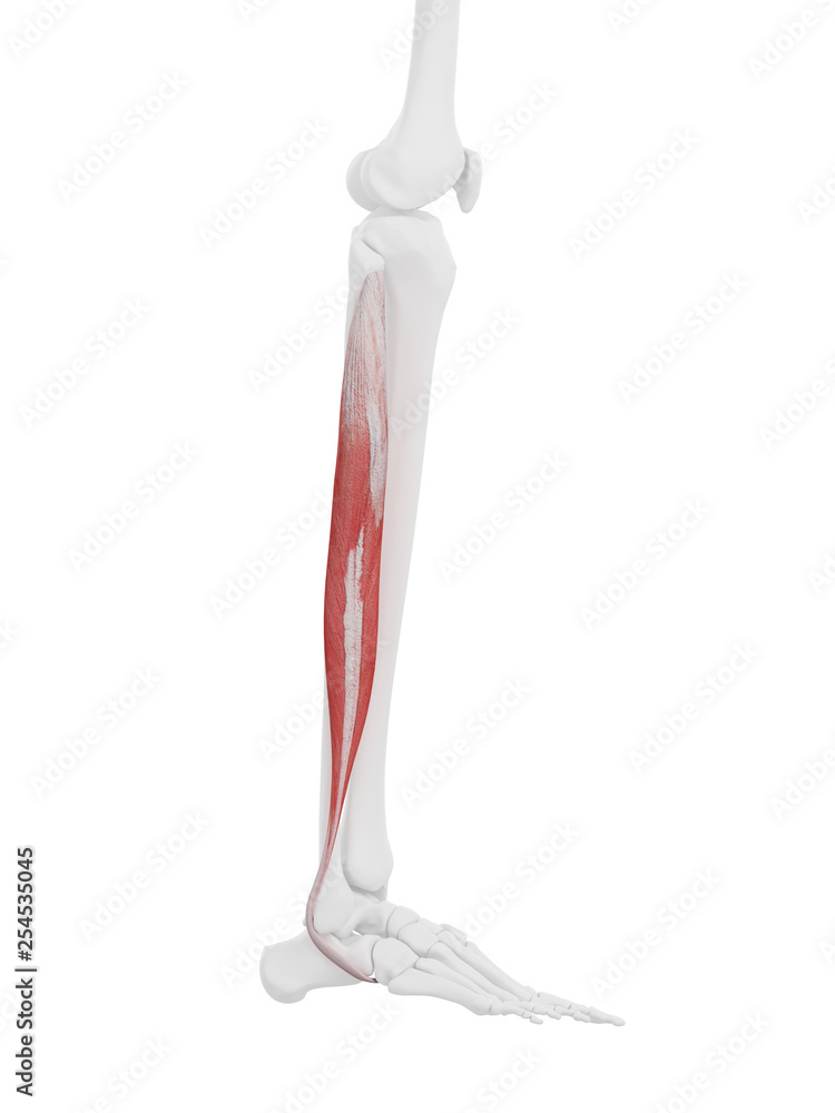 3d rendered medically accurate illustration of the Peroneus Longus ...