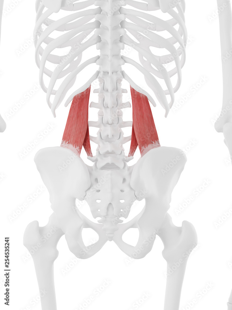 3d rendered medically accurate illustration of the Quadratus Lumborum ...