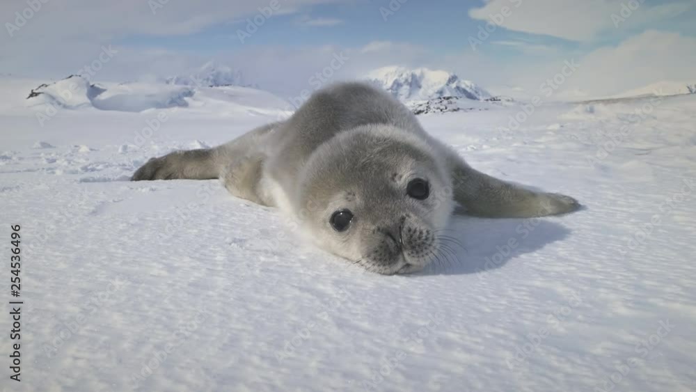 Closeup Antarctic Cute Baby Weddell Seal Muzzle. Puppy Wild Arctic ...
