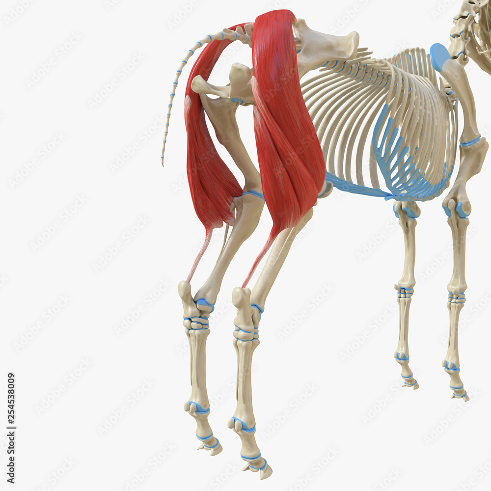 3d rendered medically accurate illustration of the equine muscle ...